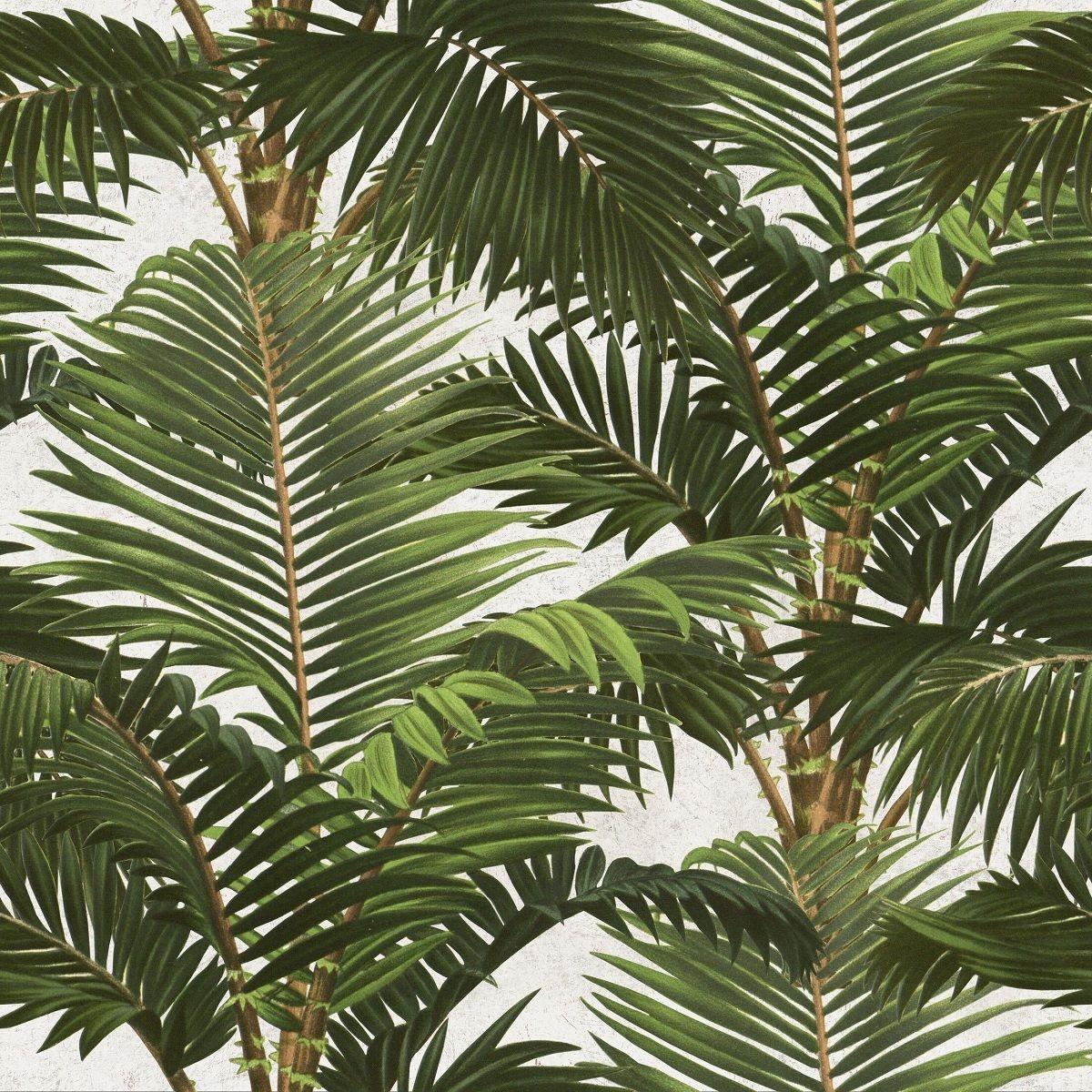 Coconut Leaf Wallpapers - Top Free Coconut Leaf Backgrounds ...