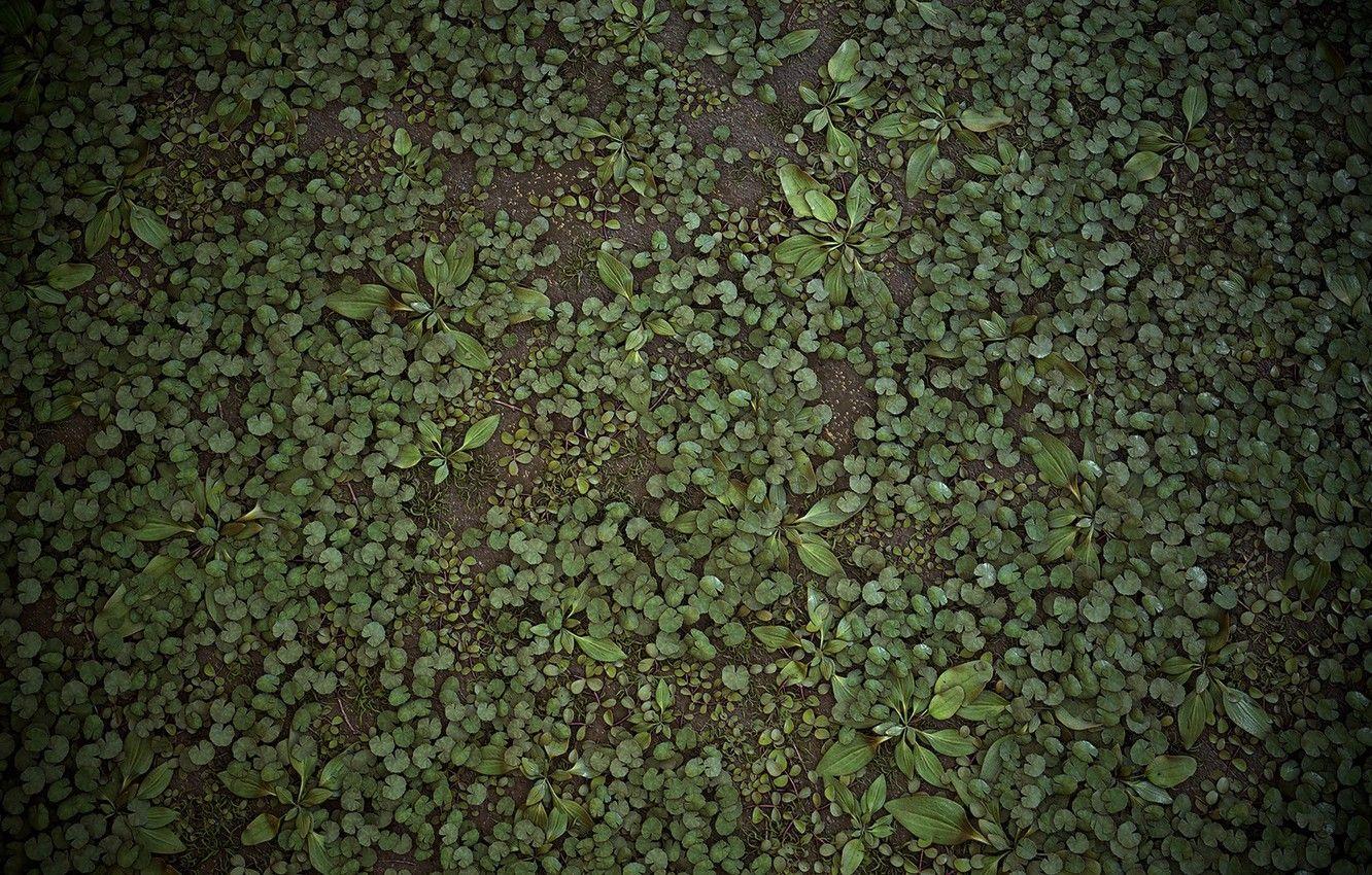 Forest Ground Wallpapers - Top Free Forest Ground Backgrounds ...