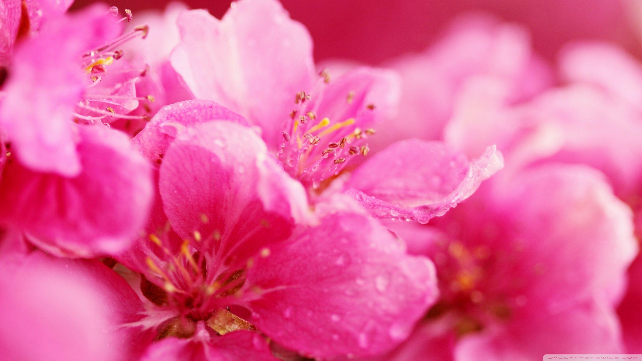Springtime Pink Flower Wallpapers - Top Free Springtime Pink Flower ...