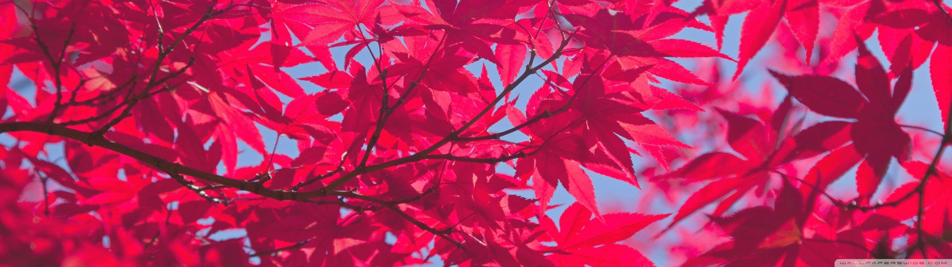 Pink Fall Wallpapers - Top Free Pink Fall Backgrounds - WallpaperAccess