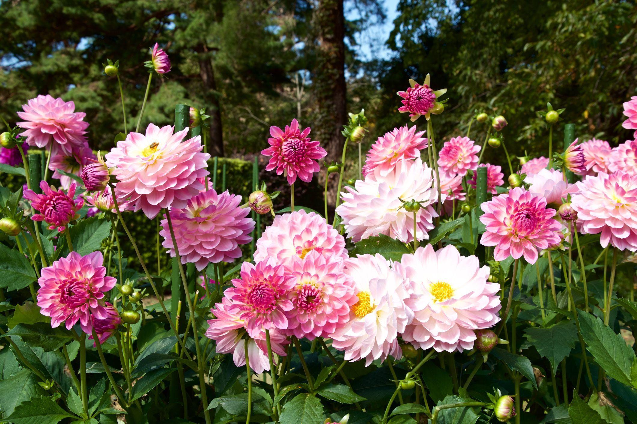Springtime Pink Flower Wallpapers - Top Free Springtime Pink Flower ...