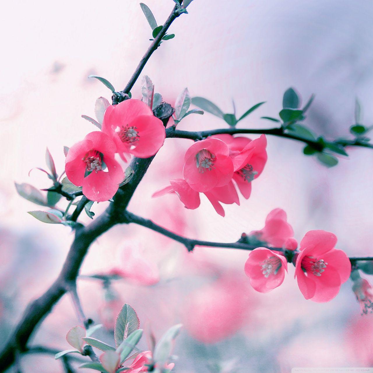 Springtime Pink Flower Wallpapers - Top Free Springtime Pink Flower ...