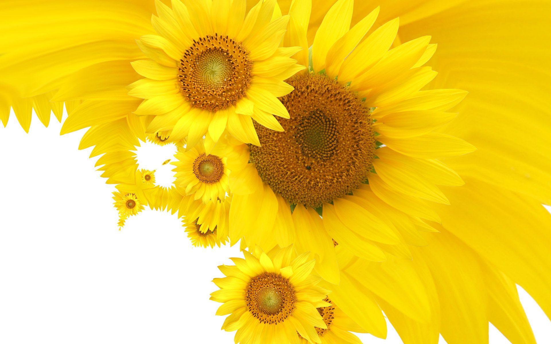 Realistic Sunflower HD Wallpapers - Top Free Realistic Sunflower HD ...