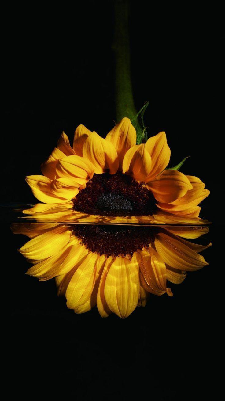 Realistic Sunflower HD Wallpapers - Top Free Realistic Sunflower HD ...