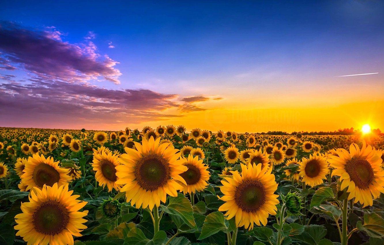 Sunflower Sunset HD Wallpapers - Top Free Sunflower Sunset HD ...