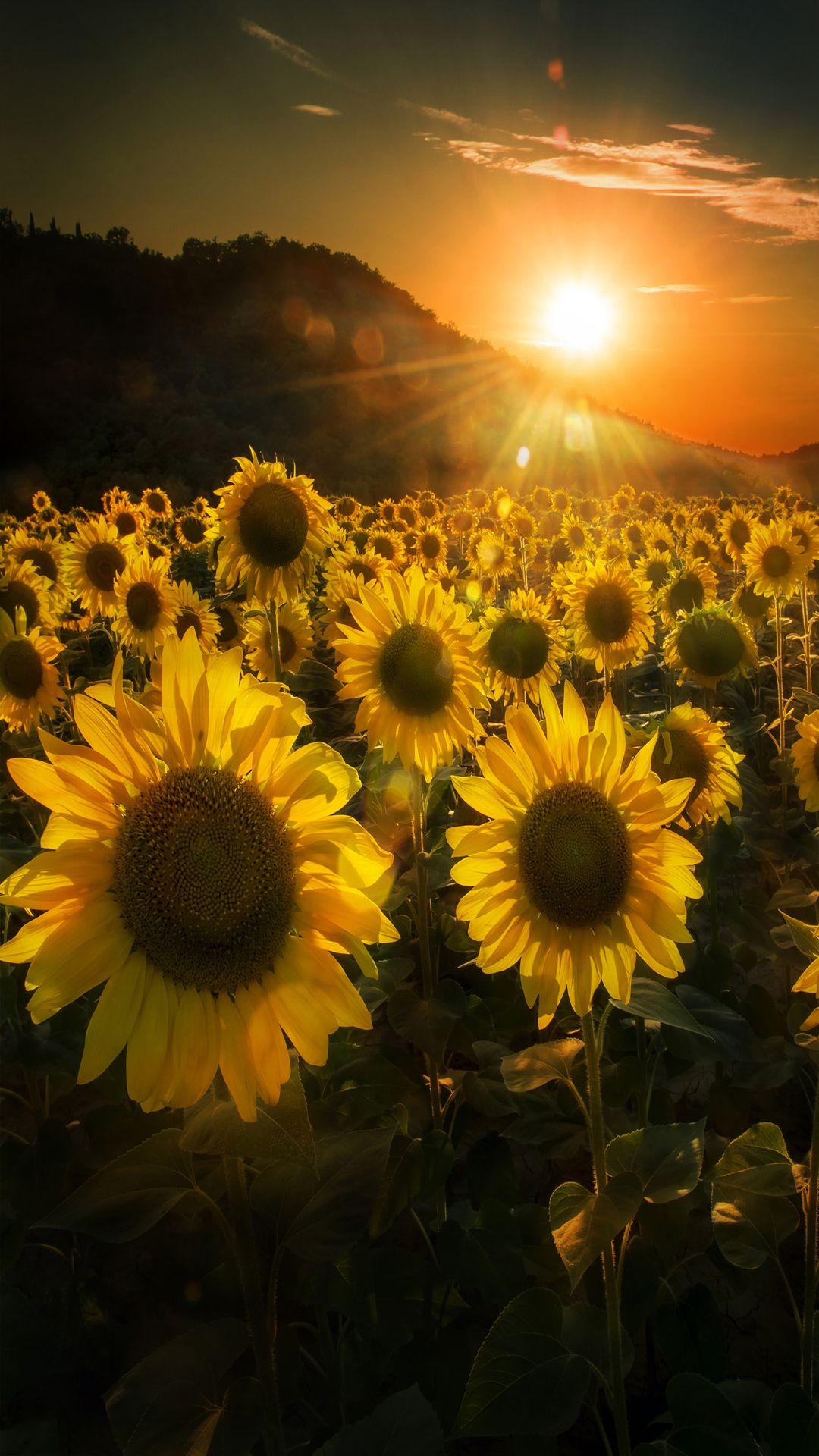 Sunflower Sunset HD Wallpapers - Top Free Sunflower Sunset HD ...