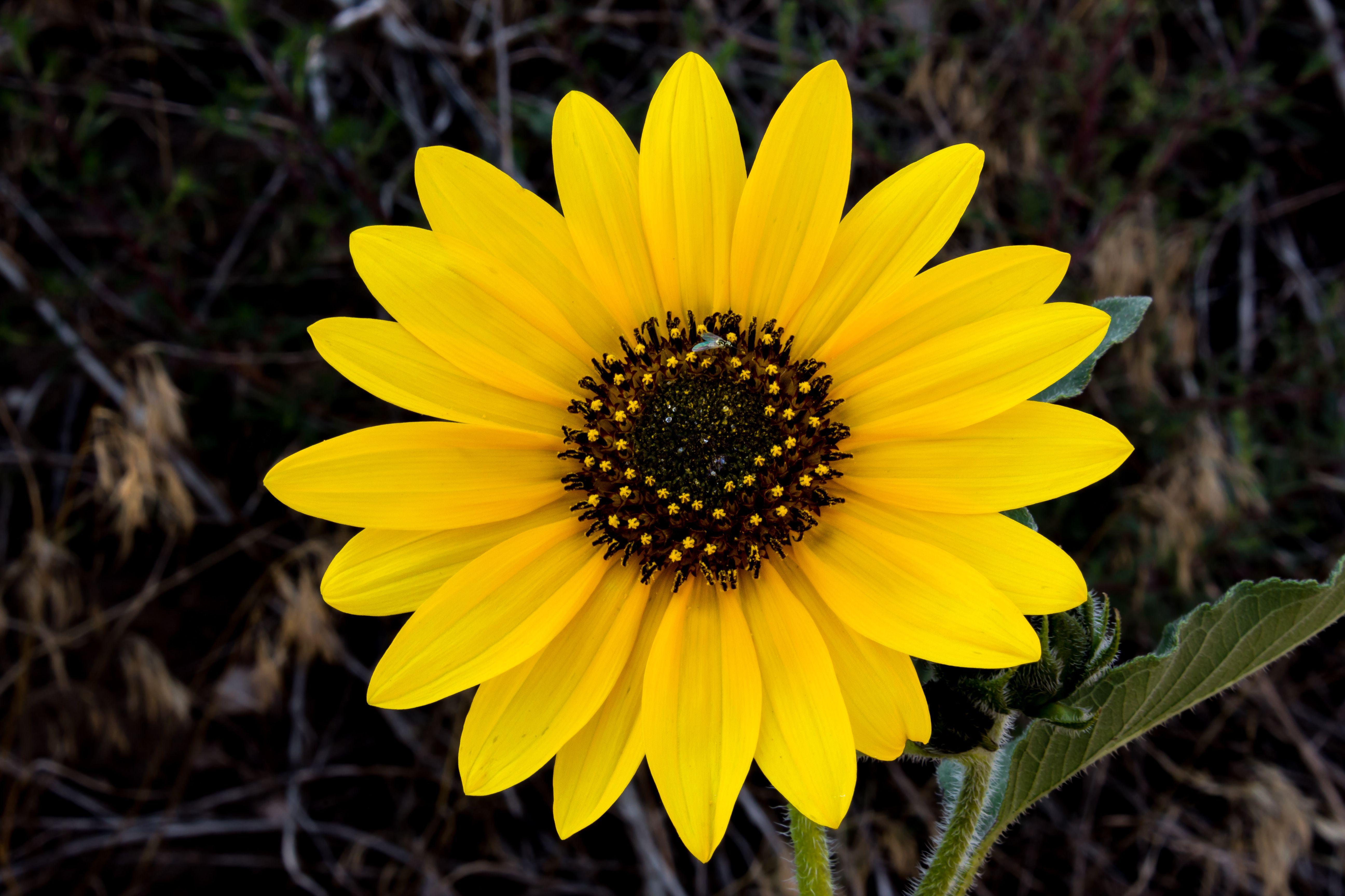 Realistic Sunflower HD Wallpapers - Top Free Realistic Sunflower HD ...