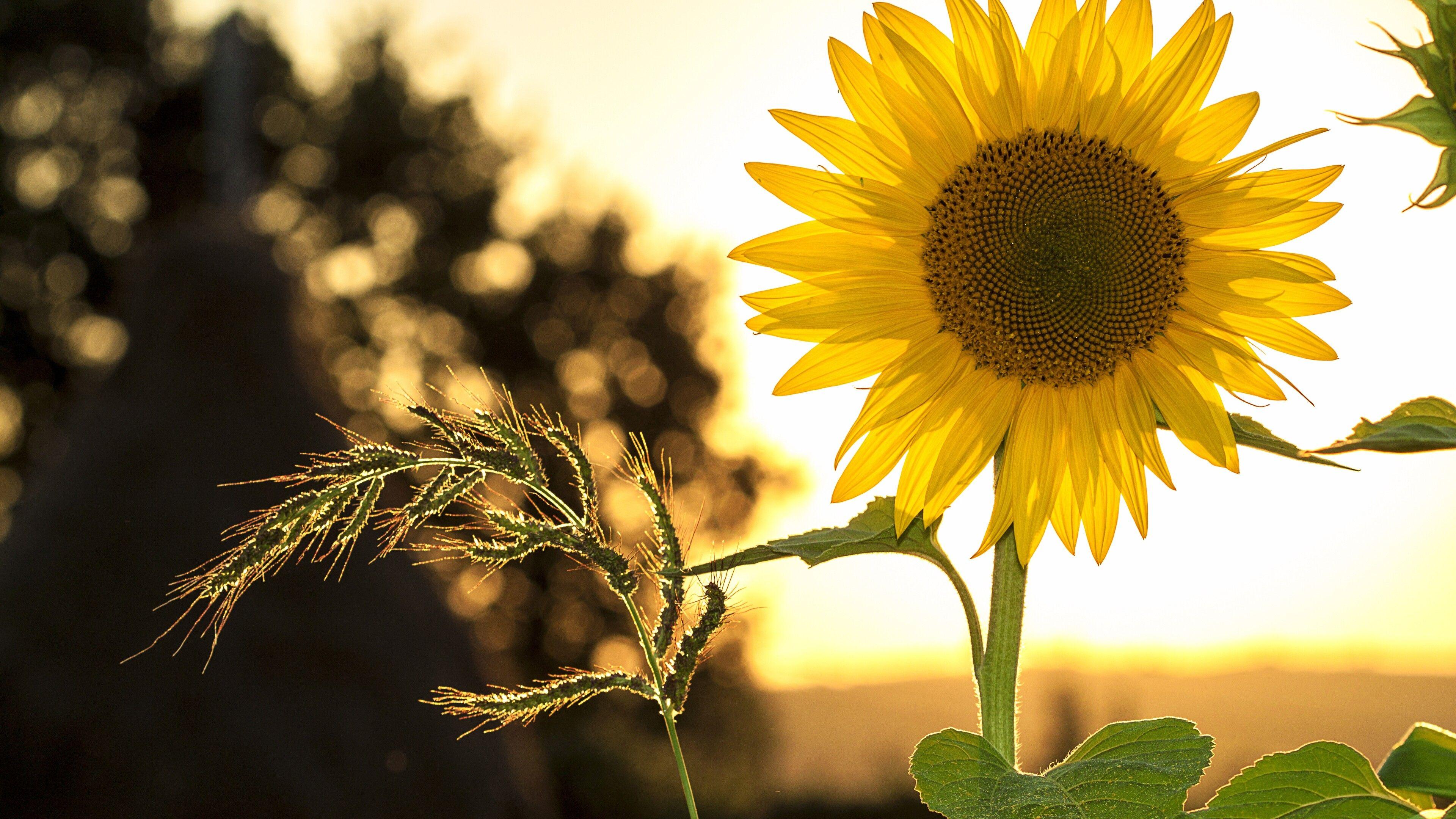Sunflower Sunset HD Wallpapers - Top Free Sunflower Sunset HD ...