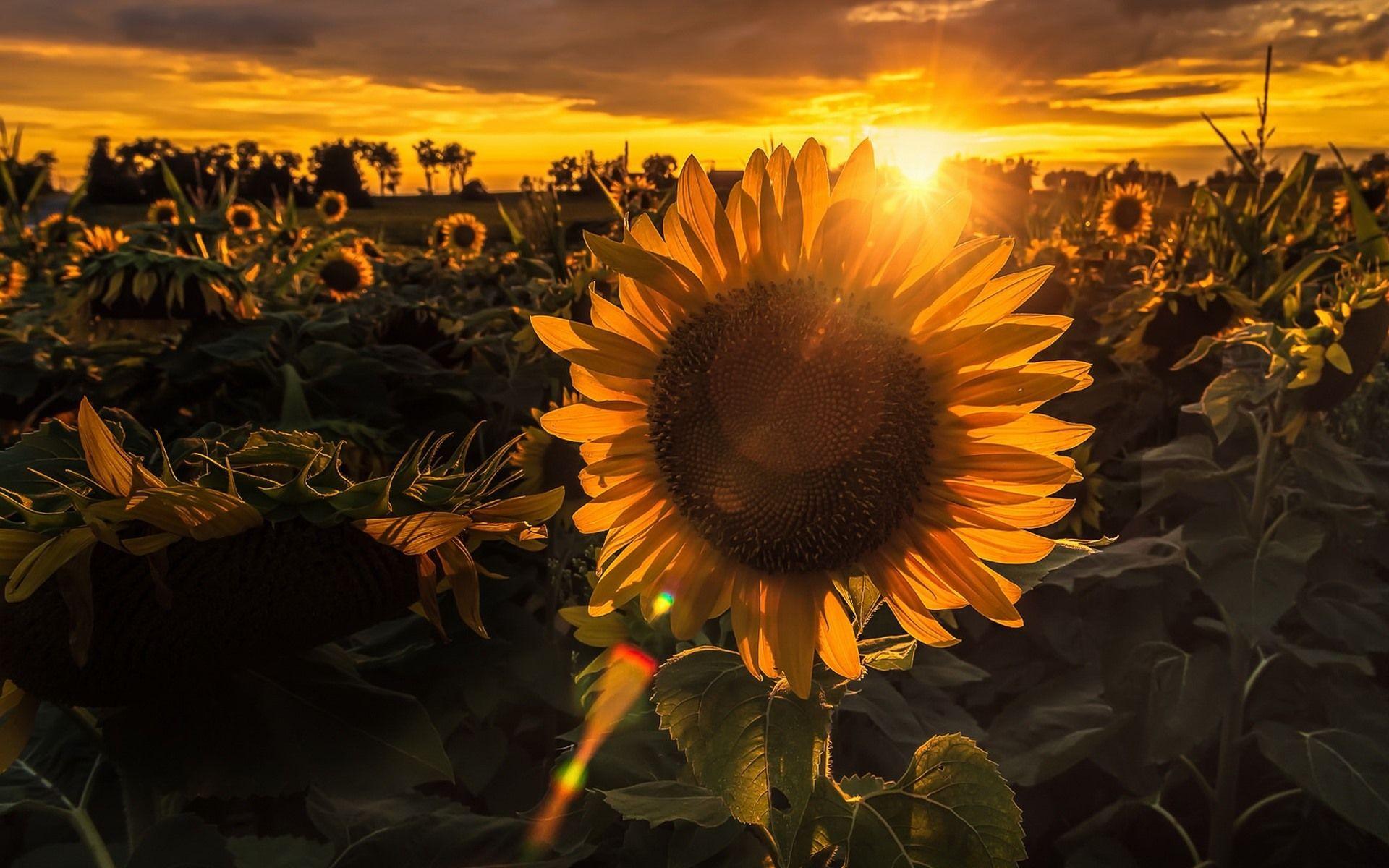 Sunflower Sunset HD Wallpapers - Top Free Sunflower Sunset HD ...