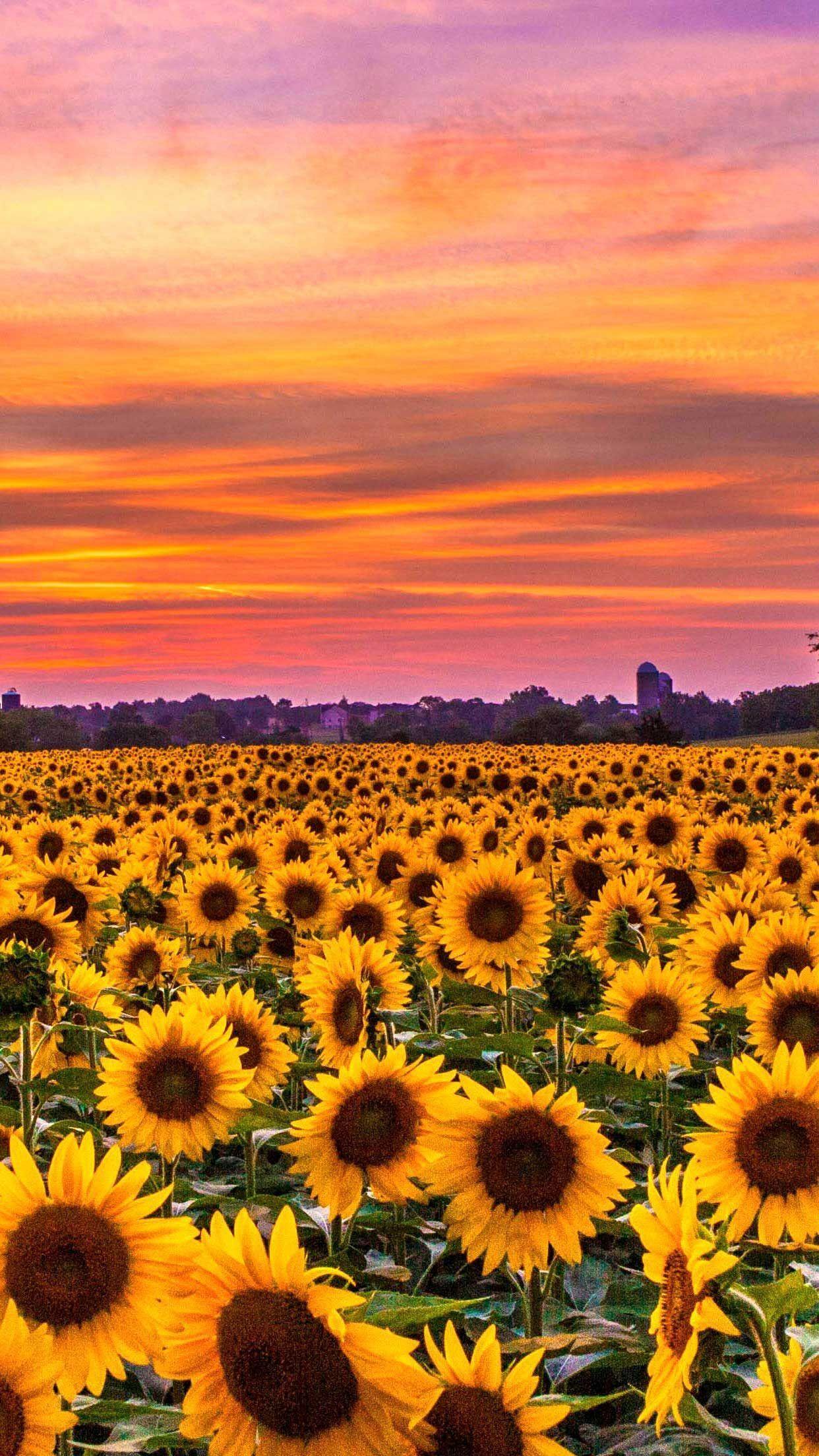 Sunflower Sunset HD Wallpapers - Top Free Sunflower Sunset HD ...