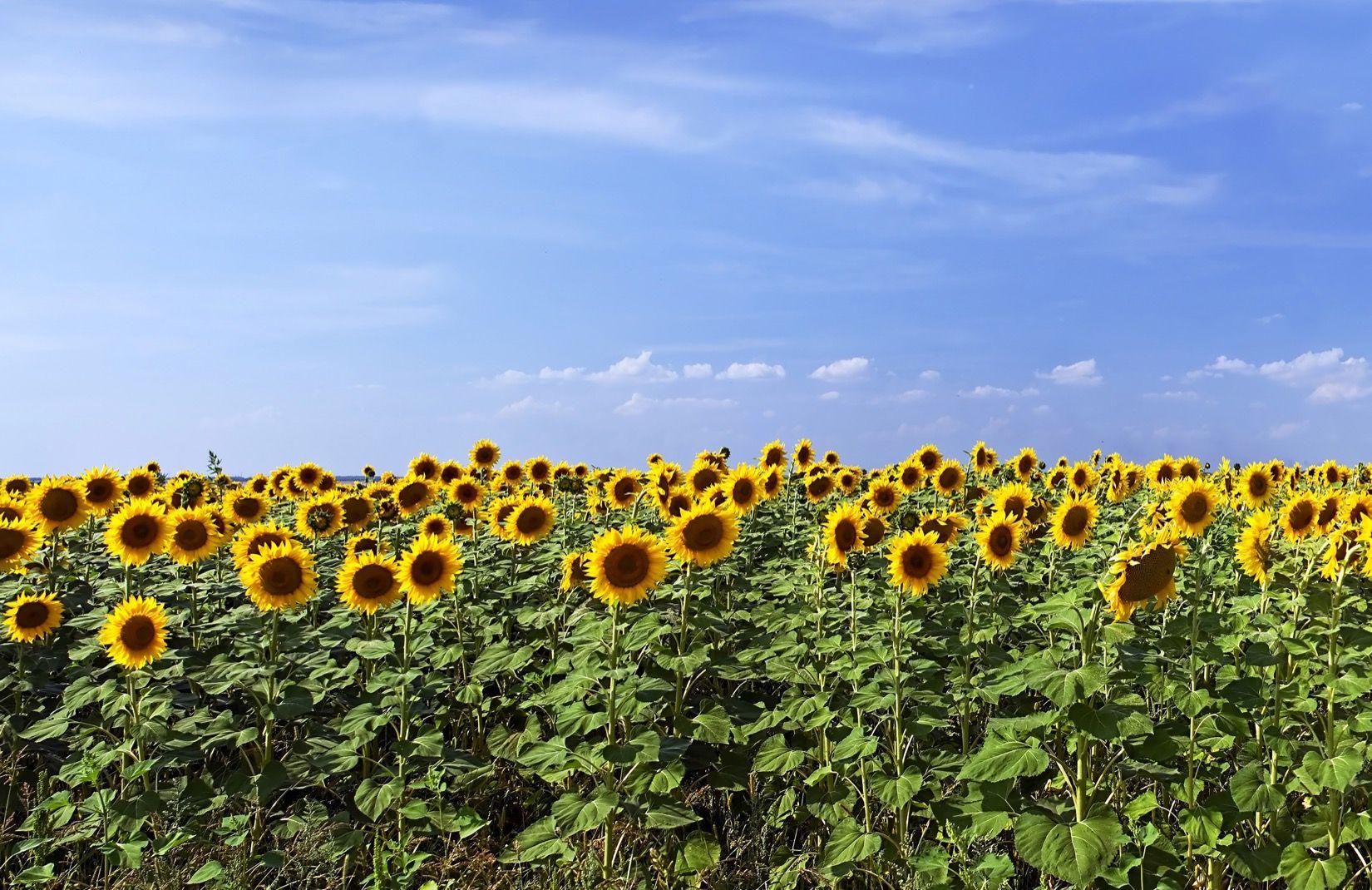 Realistic Sunflower HD Wallpapers - Top Free Realistic Sunflower HD ...