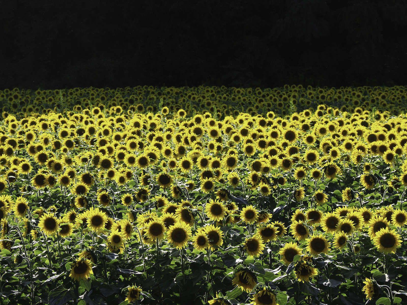 Realistic Sunflower HD Wallpapers - Top Free Realistic Sunflower HD ...