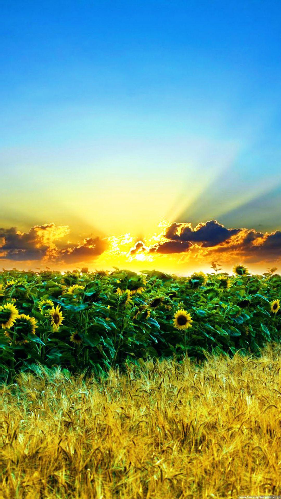 Sunflower Sunset HD Wallpapers - Top Free Sunflower Sunset HD ...
