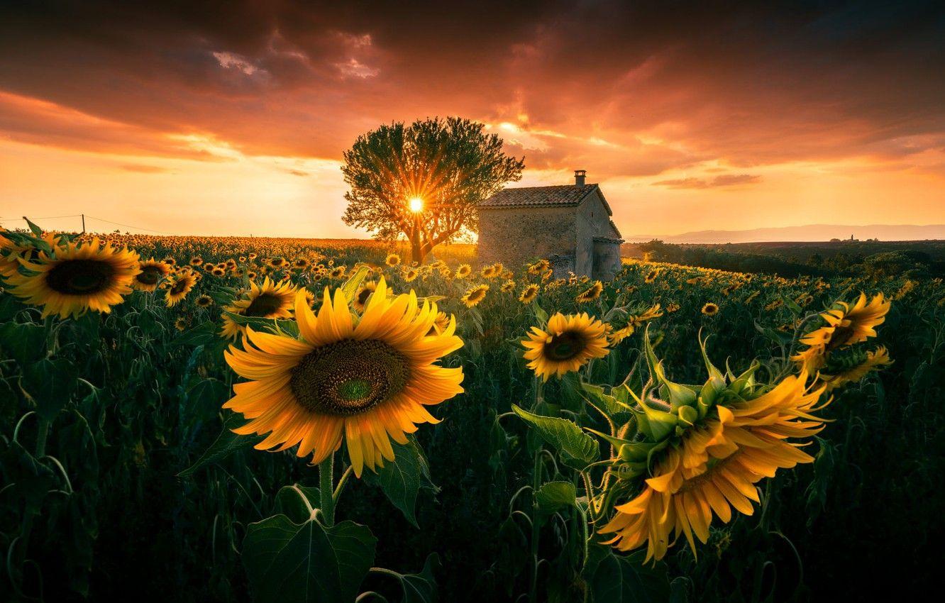 Sunflower Sunset HD Wallpapers - Top Free Sunflower Sunset HD ...