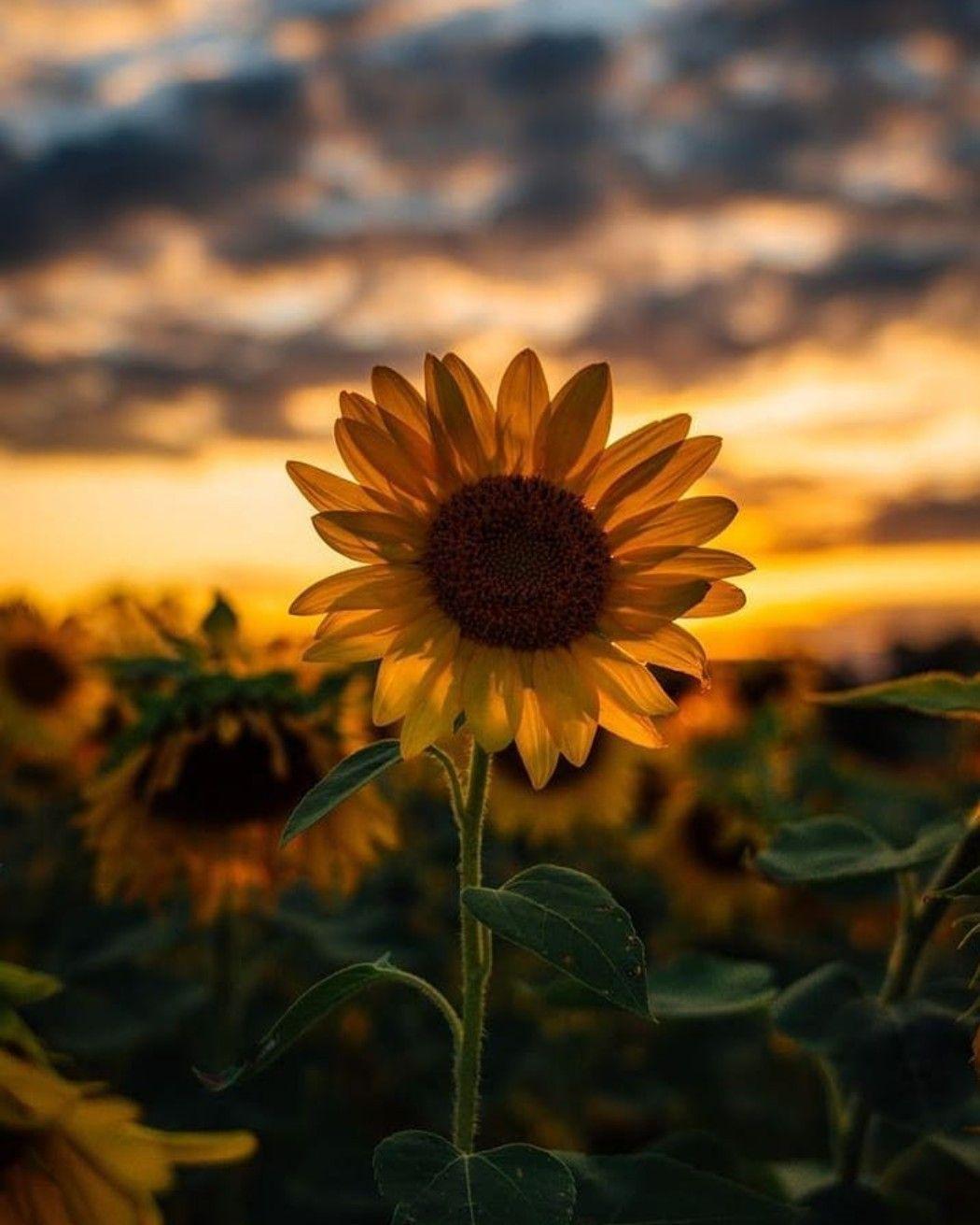 Sunflower Sunset Wallpapers - Top Free Sunflower Sunset Backgrounds ...