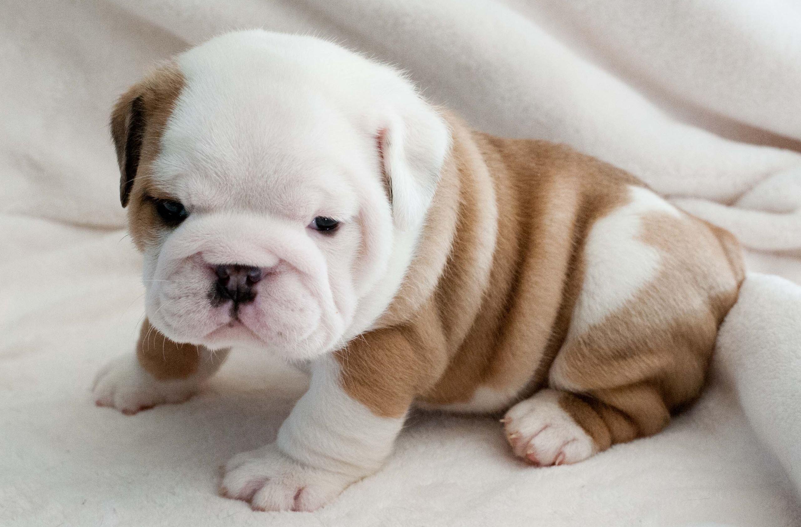 Bulldog Puppy Wallpapers - Top Free Bulldog Puppy Backgrounds ...