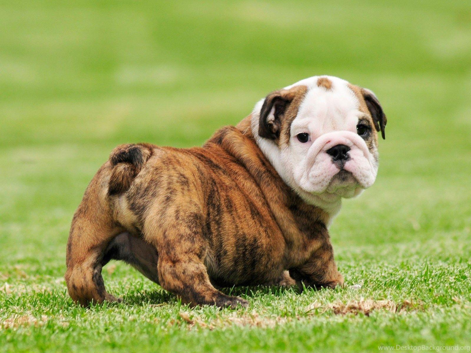 Bulldog Puppies Wallpapers - Top Free Bulldog Puppies Backgrounds ...