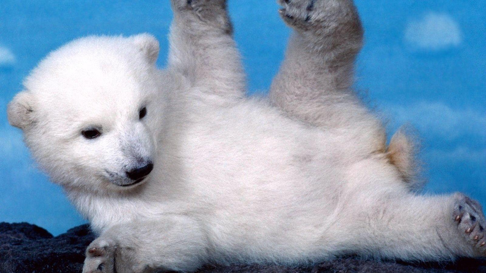 Crazy Animal Wallpapers - Top Free Crazy Animal Backgrounds ...