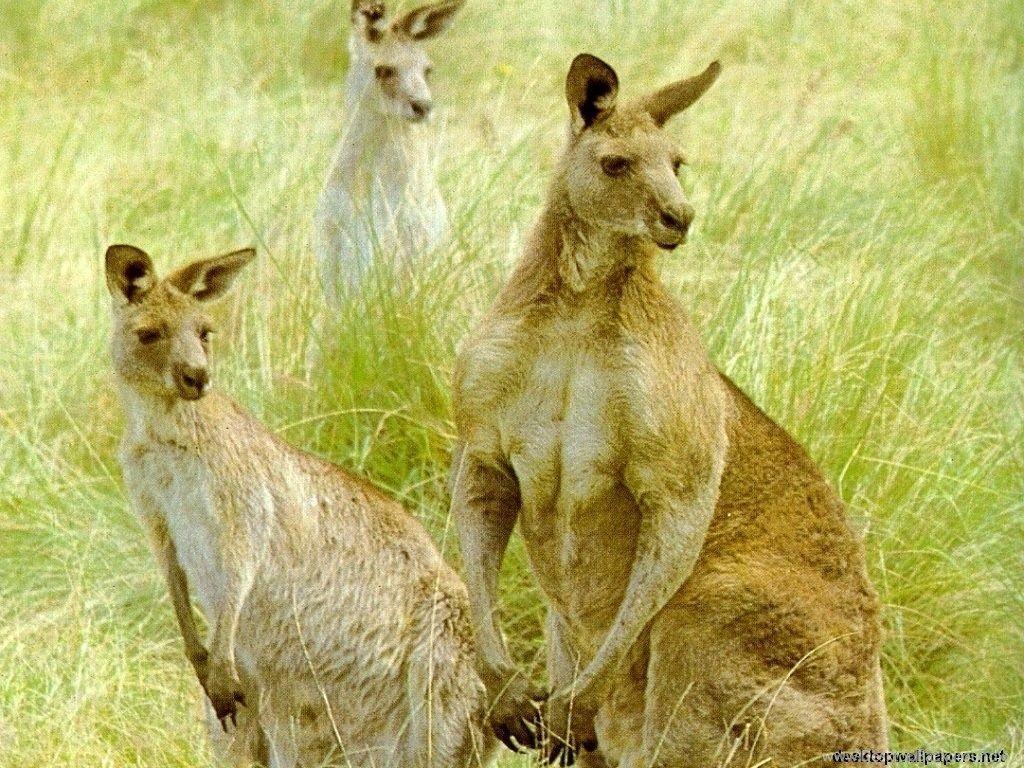 Australian Animal Wallpapers - Top Free Australian Animal Backgrounds ...