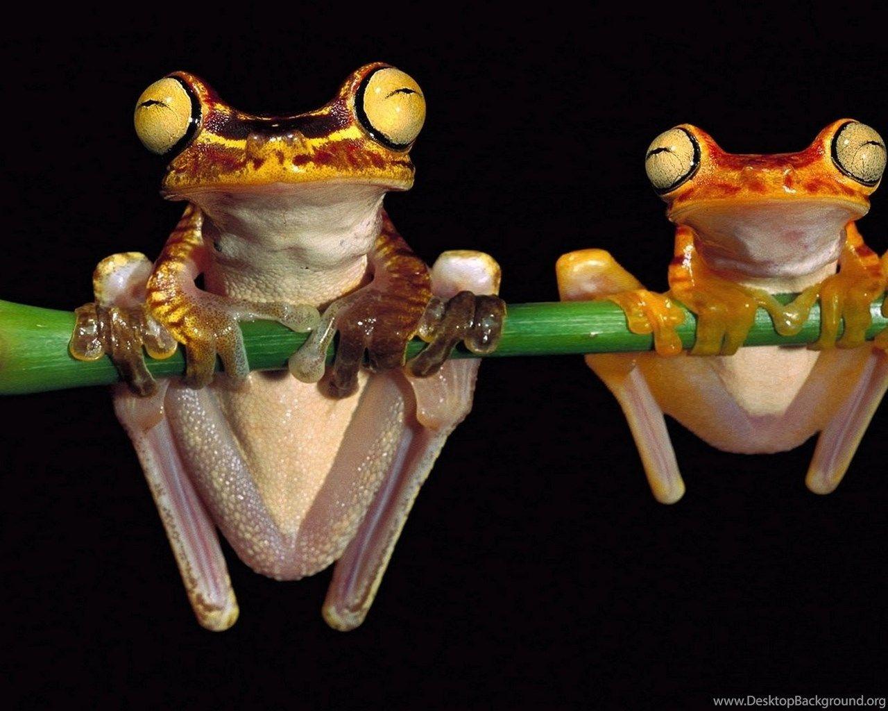 Crazy Animal Wallpapers - Top Free Crazy Animal Backgrounds ...