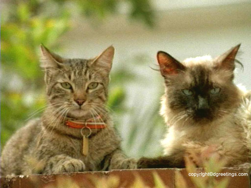 Crazy Animal Wallpapers - Top Free Crazy Animal Backgrounds ...