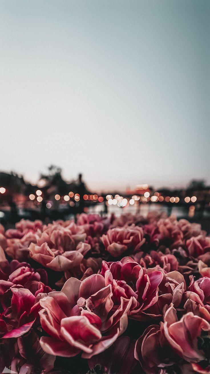 Pink Nature Aesthetic Wallpapers - Top Free Pink Nature Aesthetic ...