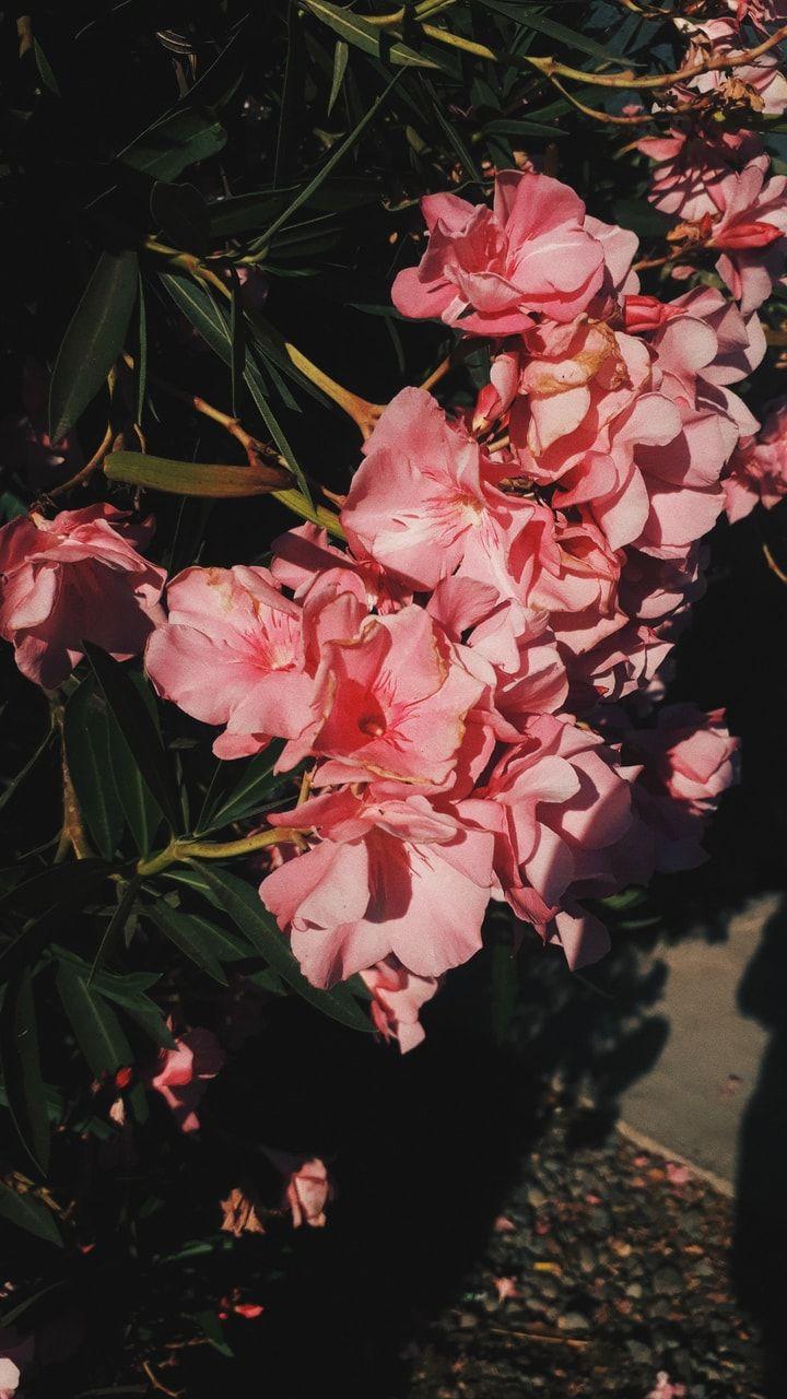 Pink Nature Aesthetic Wallpapers - Top Free Pink Nature Aesthetic ...