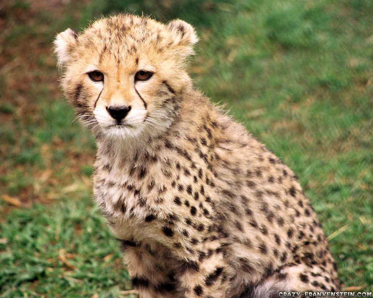 Crazy Animal Wallpapers - Top Free Crazy Animal Backgrounds ...