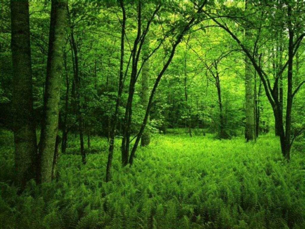 Dark Green Nature Wallpapers - Top Free Dark Green Nature Backgrounds ...