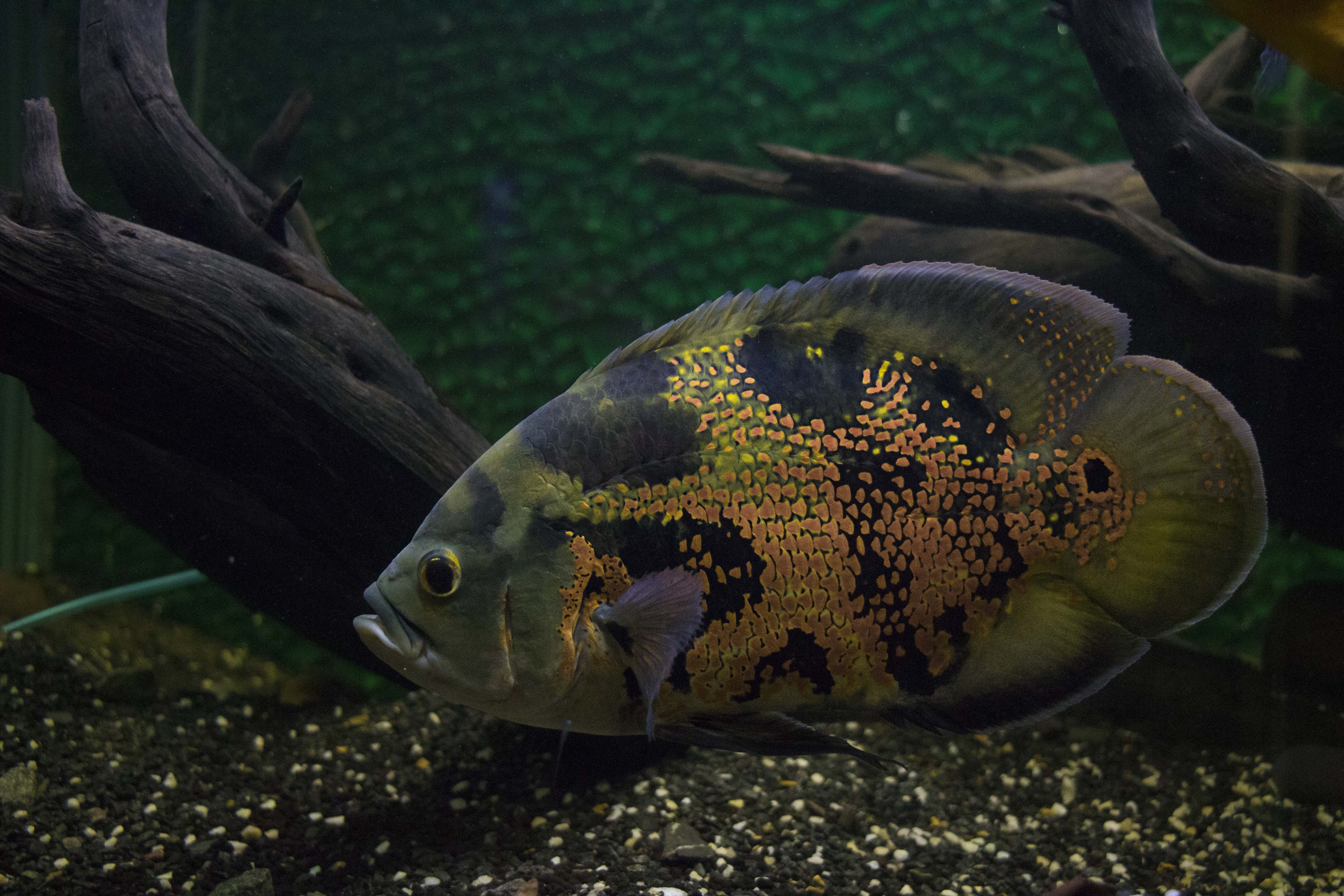Oscar Fish Wallpapers - Top Free Oscar Fish Backgrounds - WallpaperAccess
