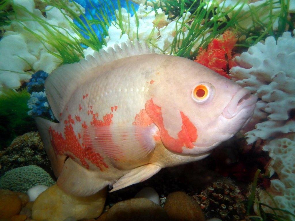 Oscar Fish Wallpapers - Top Free Oscar Fish Backgrounds - WallpaperAccess