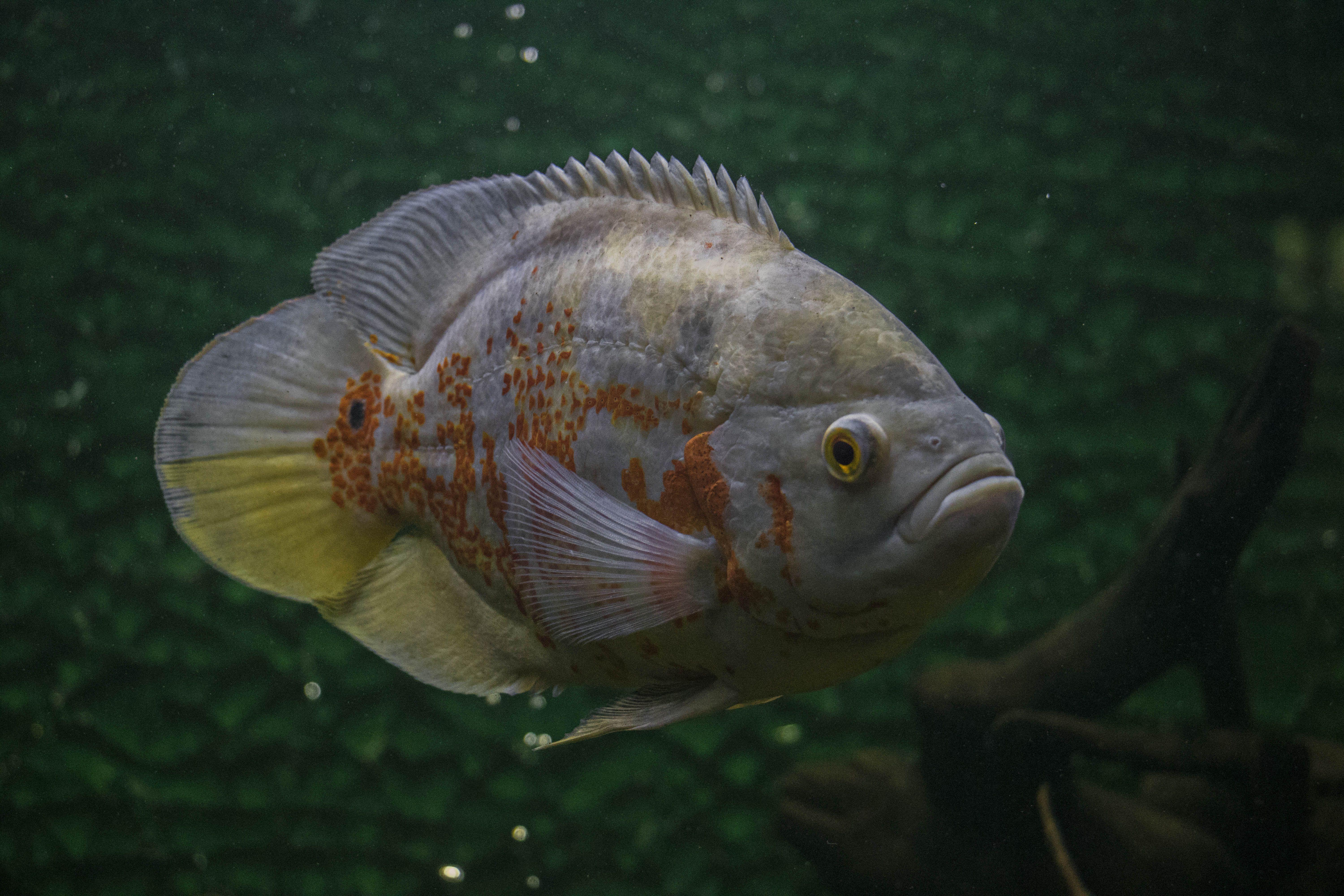 Oscar Fish Wallpapers - Top Free Oscar Fish Backgrounds - WallpaperAccess