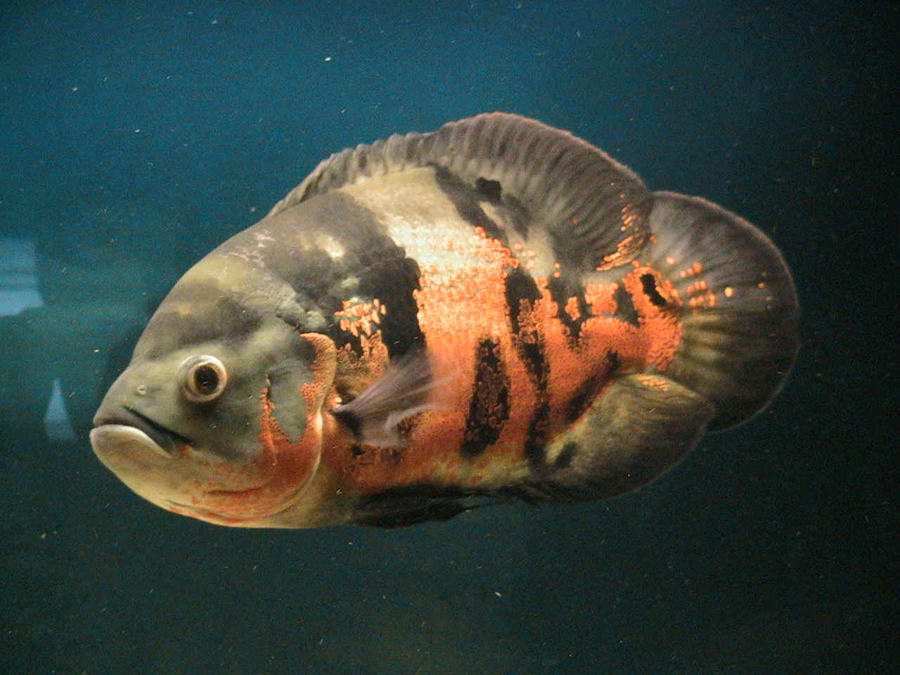 Oscar Fish Wallpapers - Top Free Oscar Fish Backgrounds - WallpaperAccess
