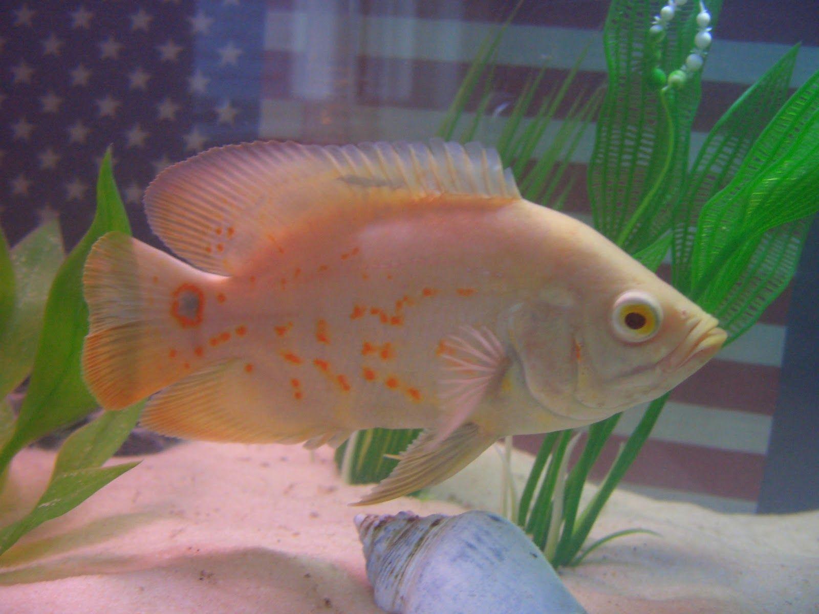 Oscar Fish Wallpapers - Top Free Oscar Fish Backgrounds - WallpaperAccess