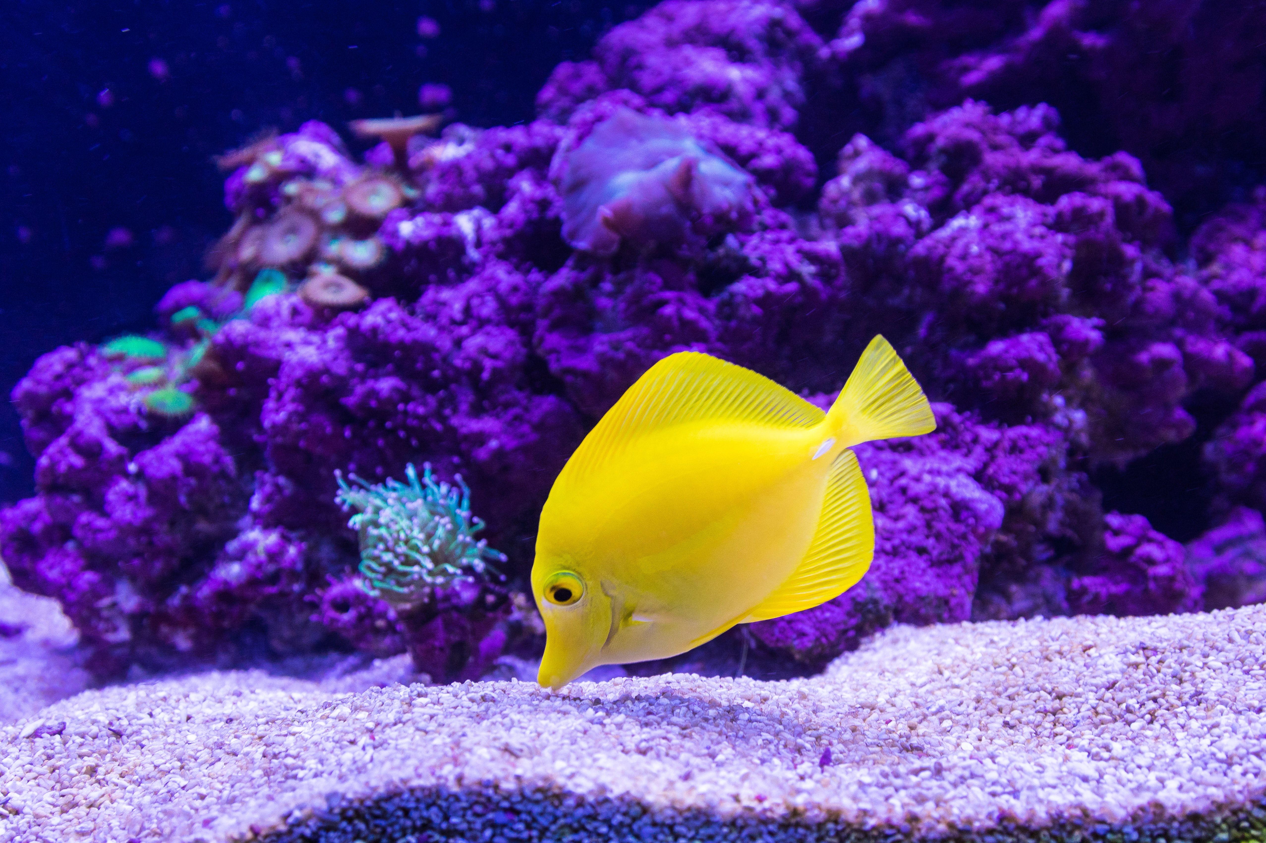 Oscar Fish Wallpapers - Top Free Oscar Fish Backgrounds - WallpaperAccess