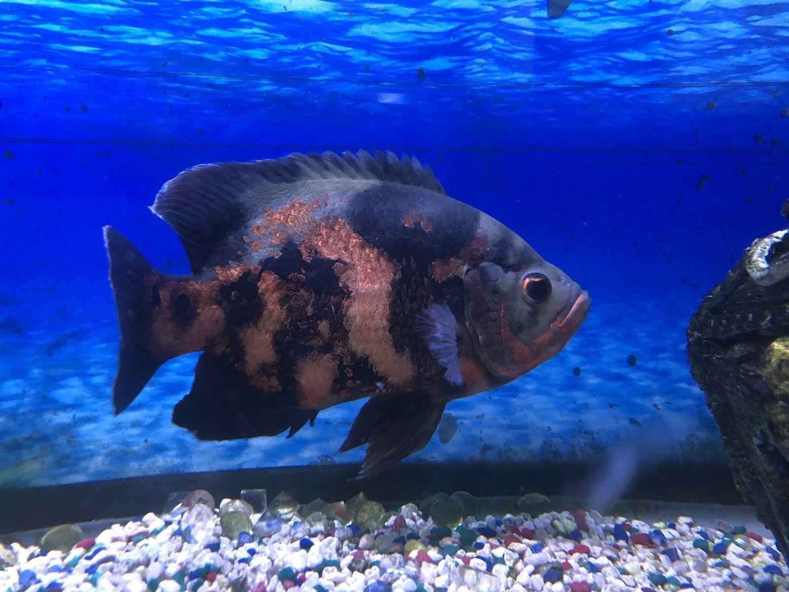 Oscar Fish Wallpapers - Top Free Oscar Fish Backgrounds - WallpaperAccess