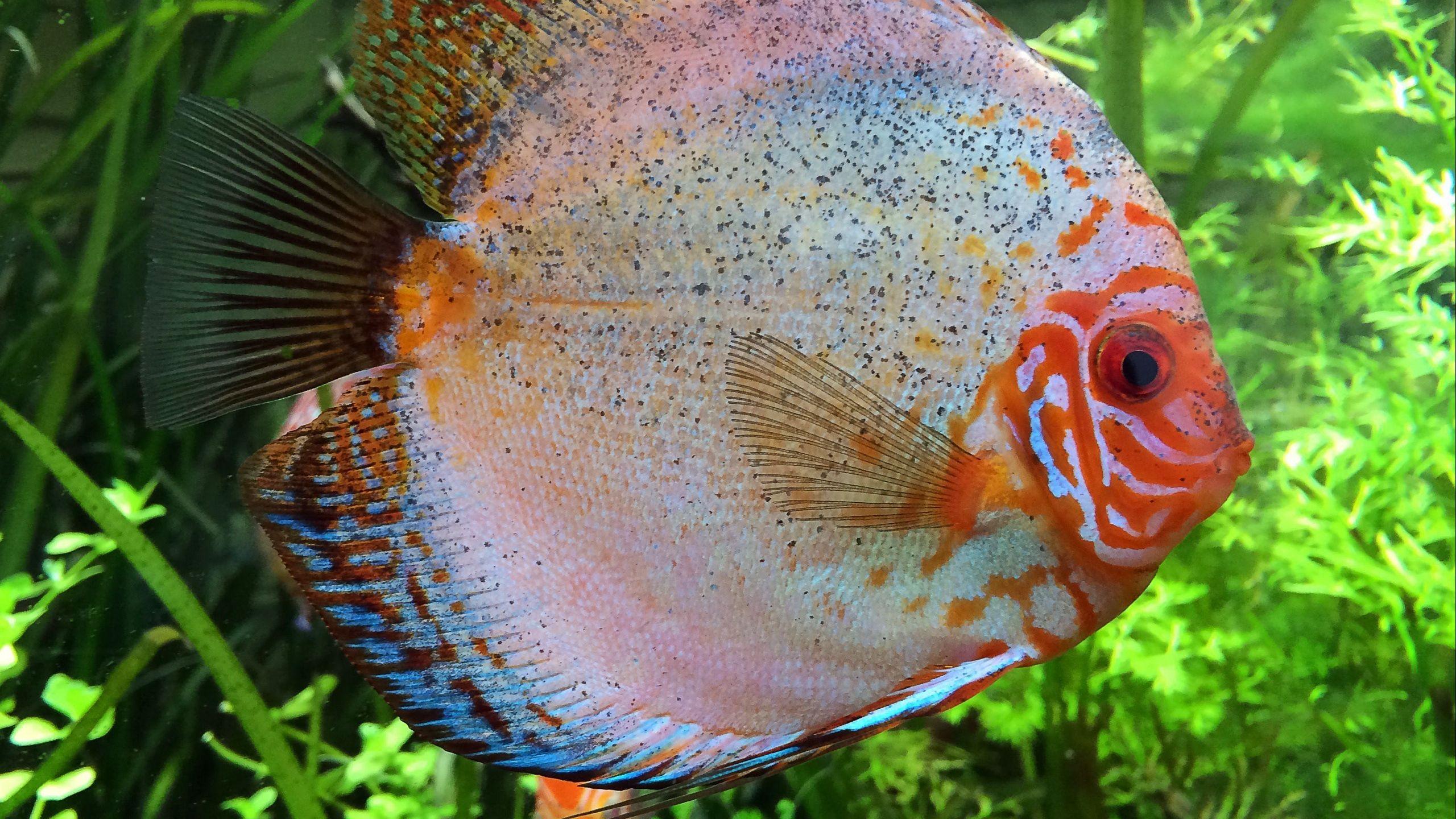 Oscar Fish Wallpapers - Top Free Oscar Fish Backgrounds - WallpaperAccess