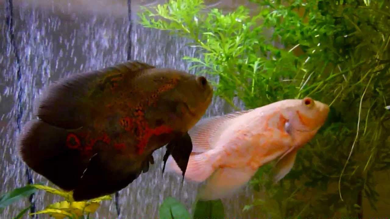 Oscar Fish Wallpapers - Top Free Oscar Fish Backgrounds - WallpaperAccess