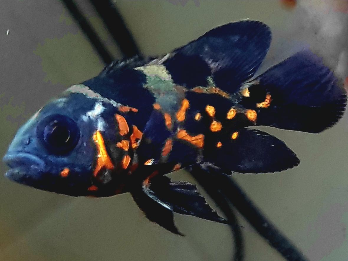 Oscar Fish Wallpapers - Top Free Oscar Fish Backgrounds - WallpaperAccess