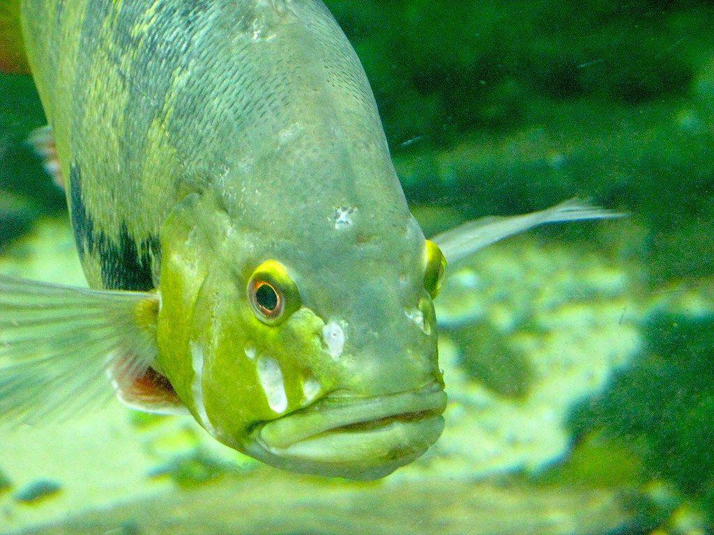 Oscar Fish Wallpapers - Top Free Oscar Fish Backgrounds - WallpaperAccess