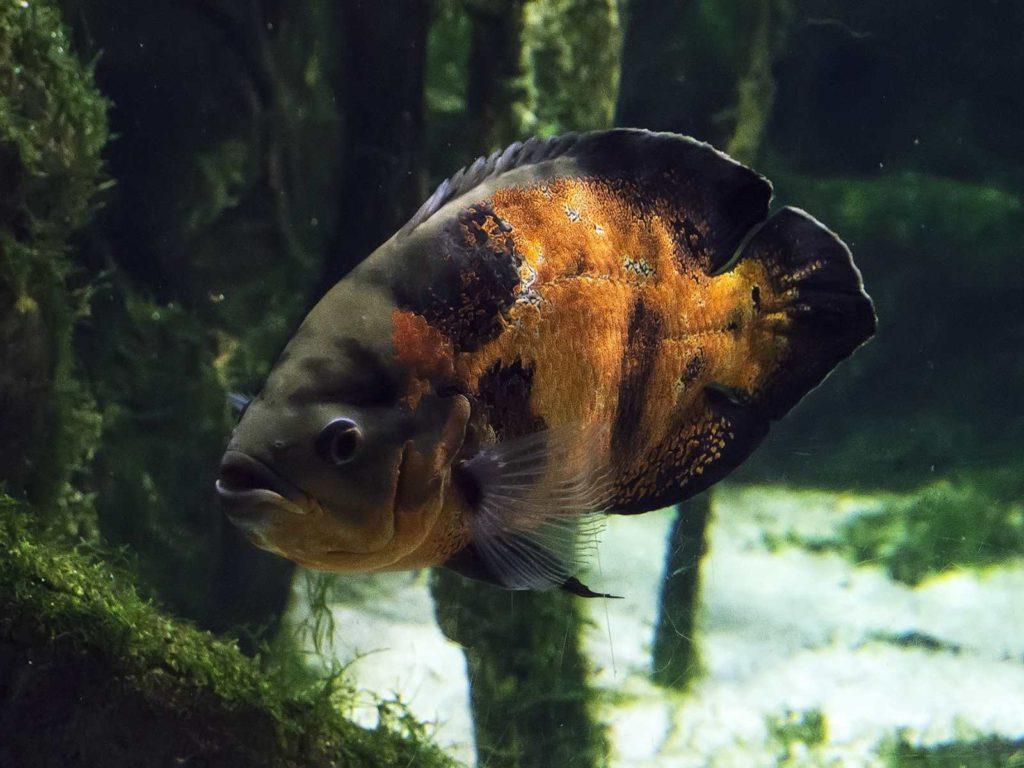 Oscar Fish Wallpapers - Top Free Oscar Fish Backgrounds - WallpaperAccess