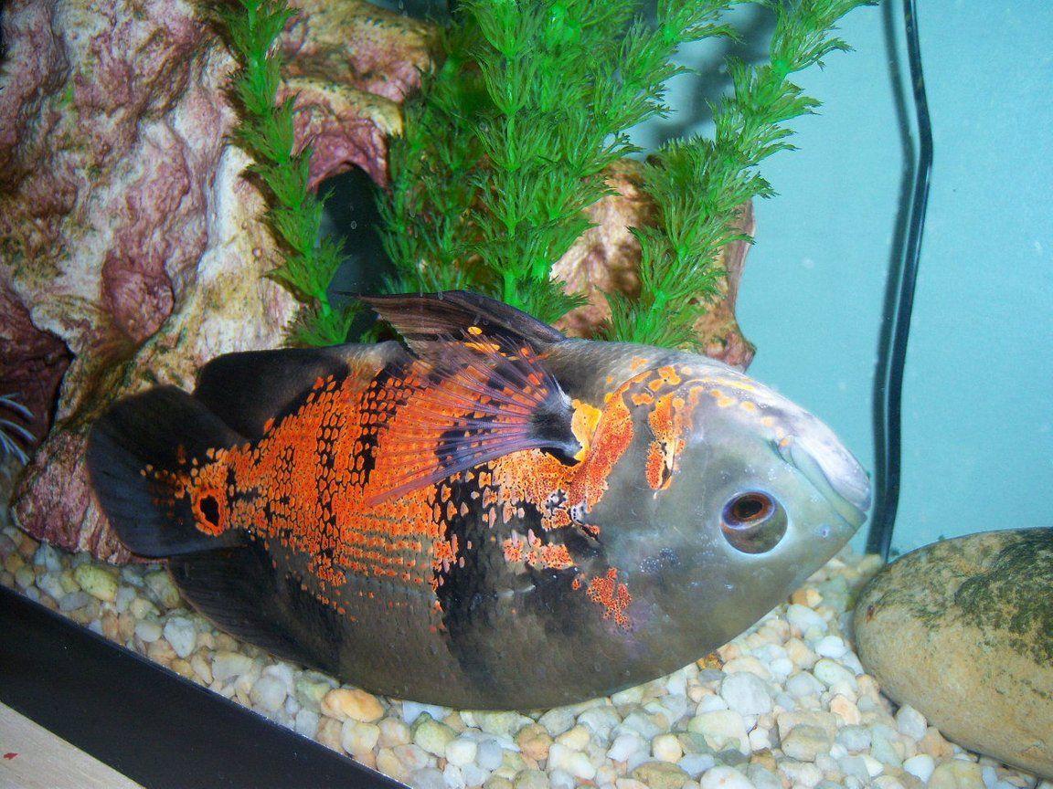 Oscar Fish Wallpapers - Top Free Oscar Fish Backgrounds - WallpaperAccess