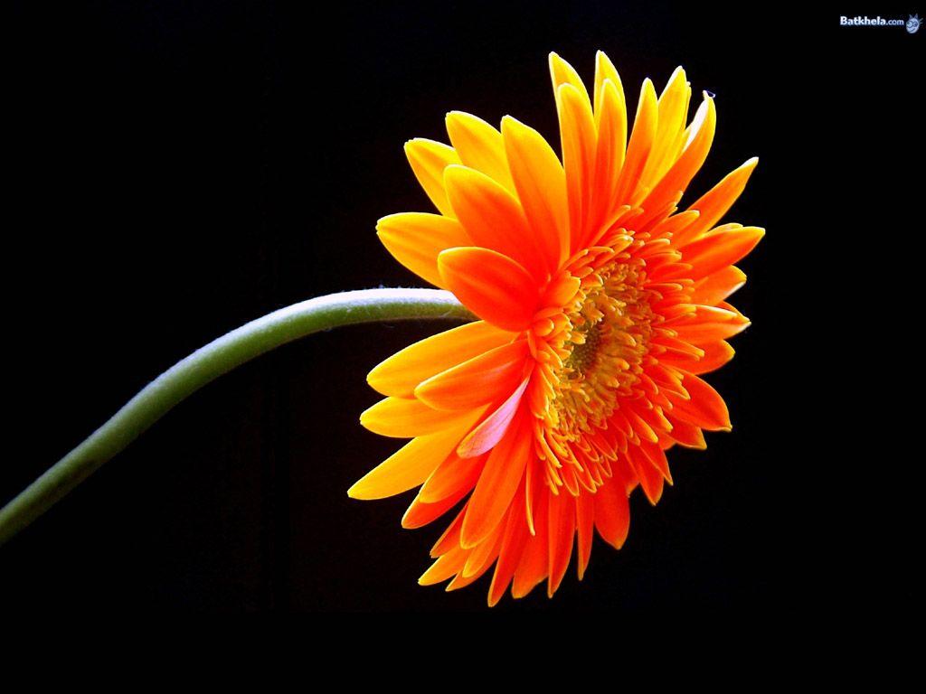 Vibrant HD Wallpapers - Top Free Vibrant HD Backgrounds - WallpaperAccess