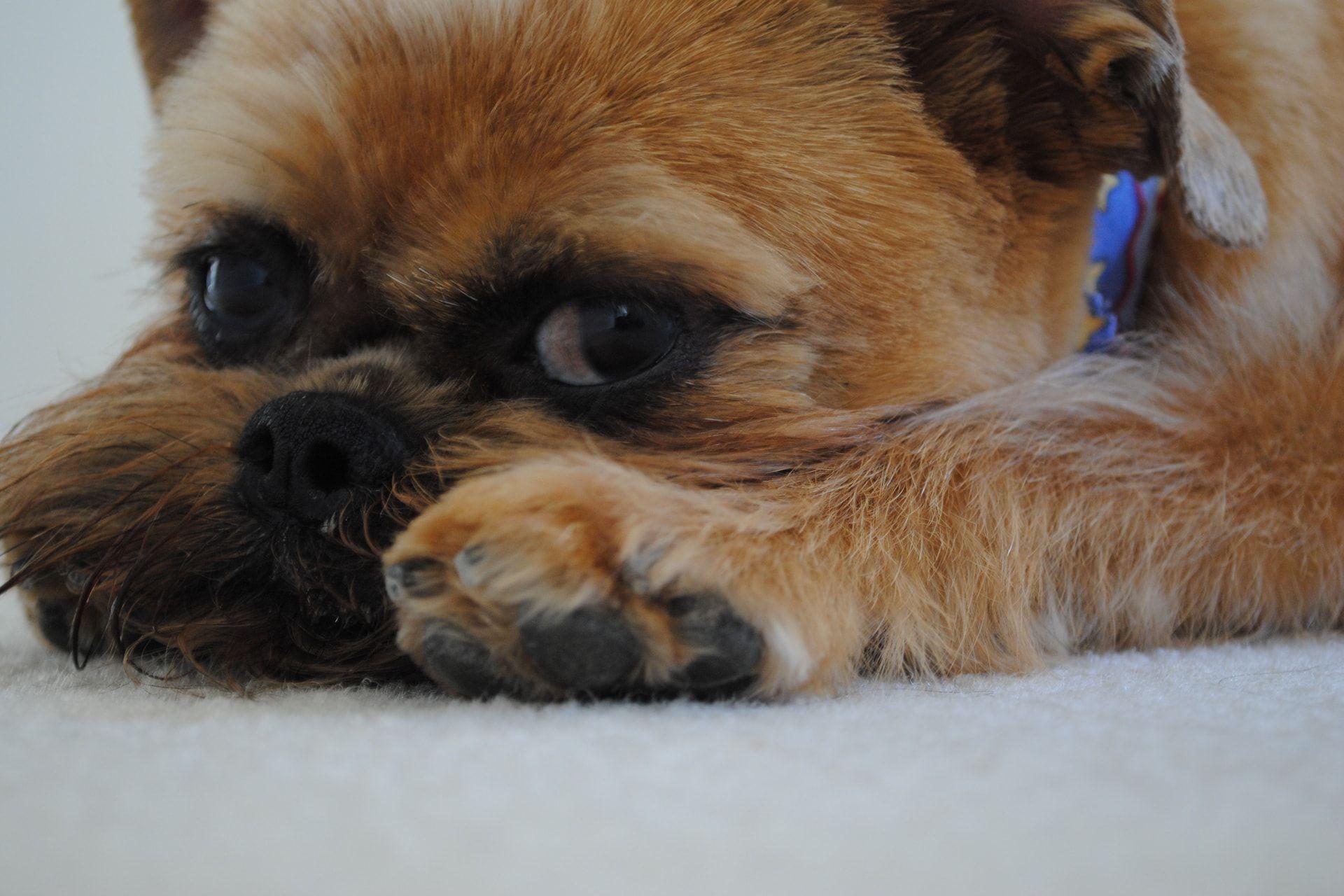 Griffon Wallpapers - Top Free Griffon Backgrounds - WallpaperAccess