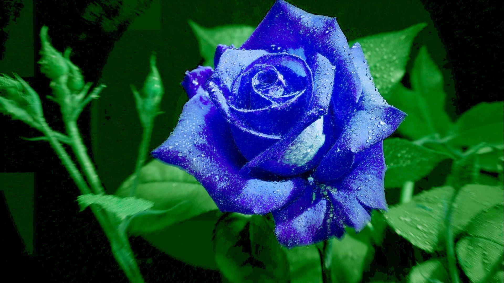 Blue Rose HD Wallpapers - Top Free Blue Rose HD Backgrounds ...