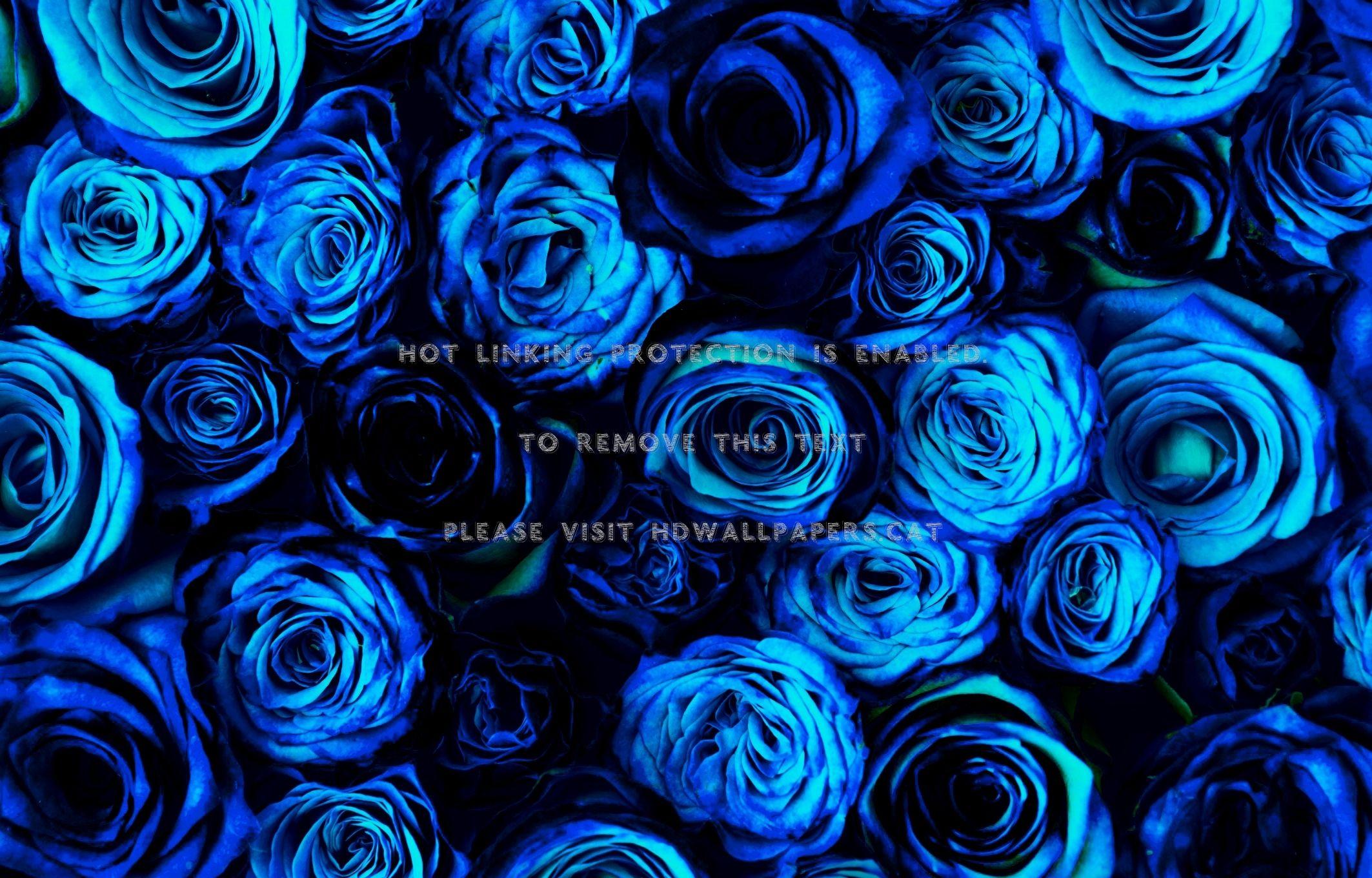 Blue Rose HD Wallpapers - Top Free Blue Rose HD Backgrounds ...