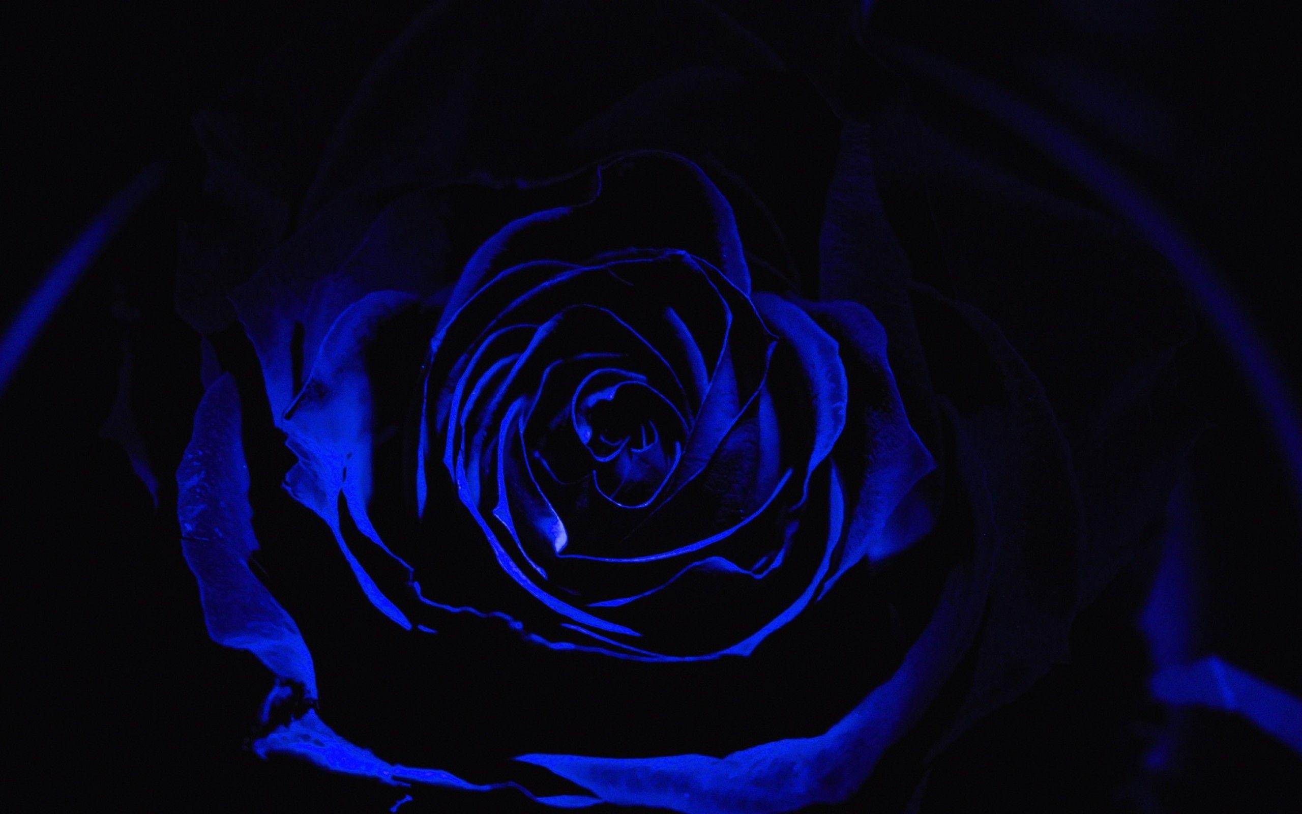 Blue Rose HD Wallpapers - Top Free Blue Rose HD Backgrounds ...