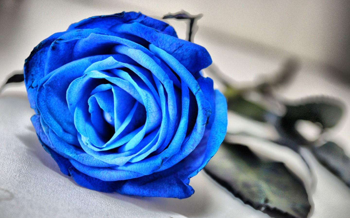 Blue Rose HD Wallpapers - Top Free Blue Rose HD Backgrounds ...