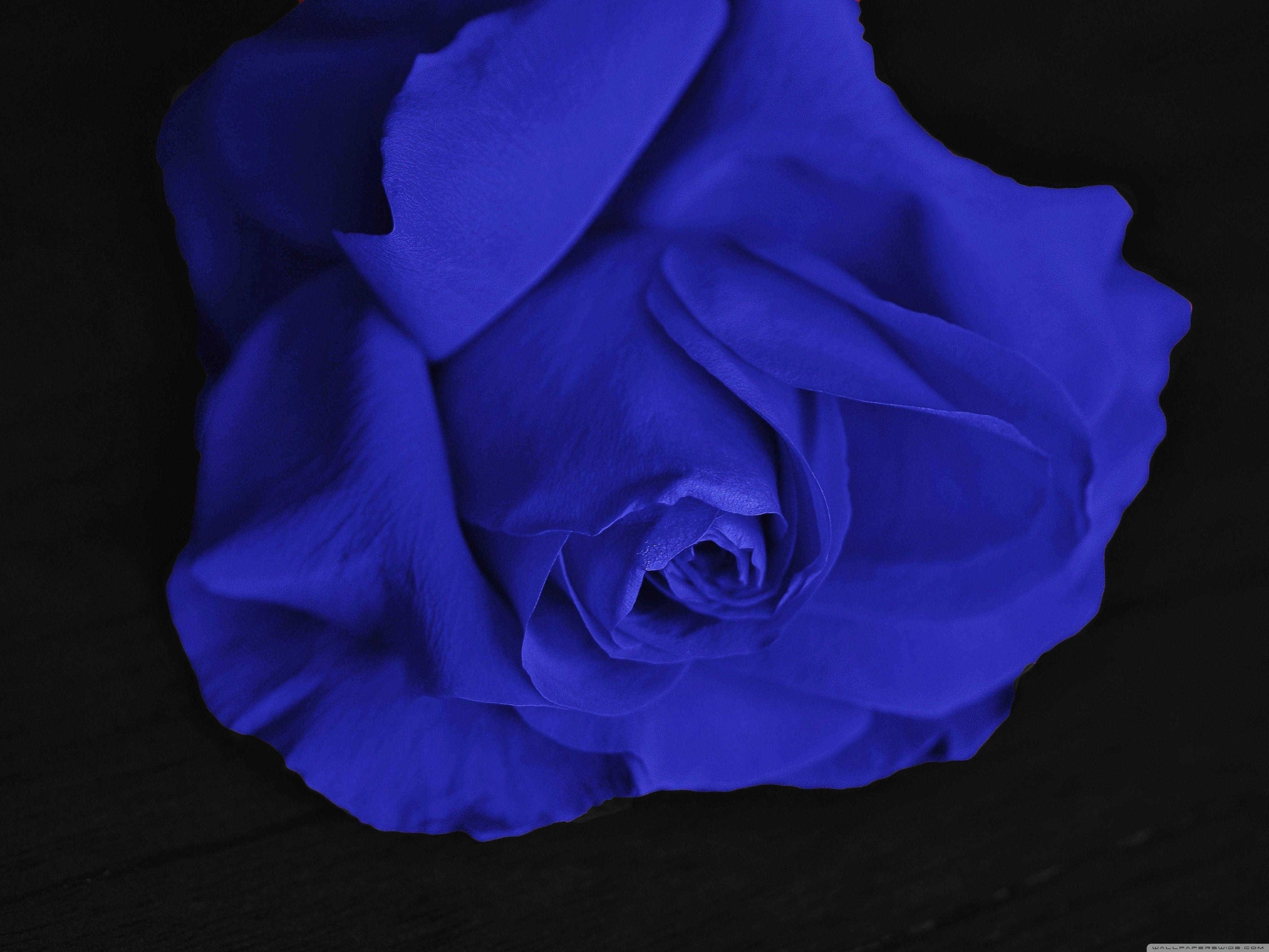 Blue Rose HD Wallpapers - Top Free Blue Rose HD Backgrounds ...