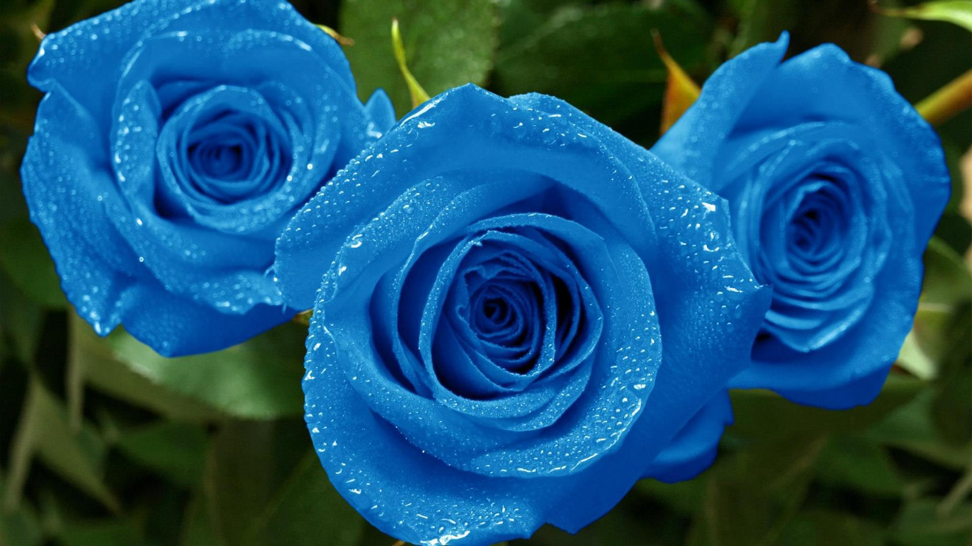 Blue Rose HD Wallpapers - Top Free Blue Rose HD Backgrounds ...